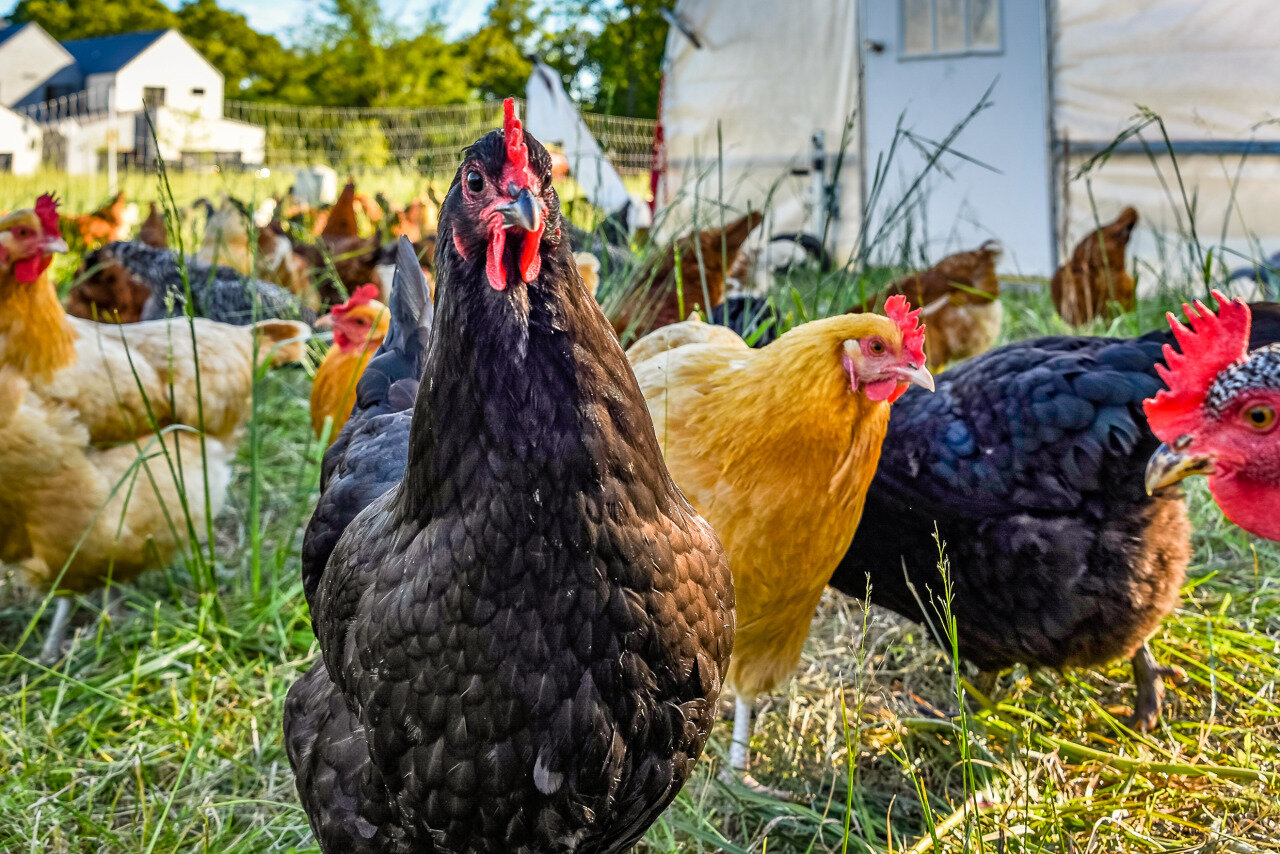 THE FARM IS OPEN AT RED BARN BENTONVILLE - The Scout Guide