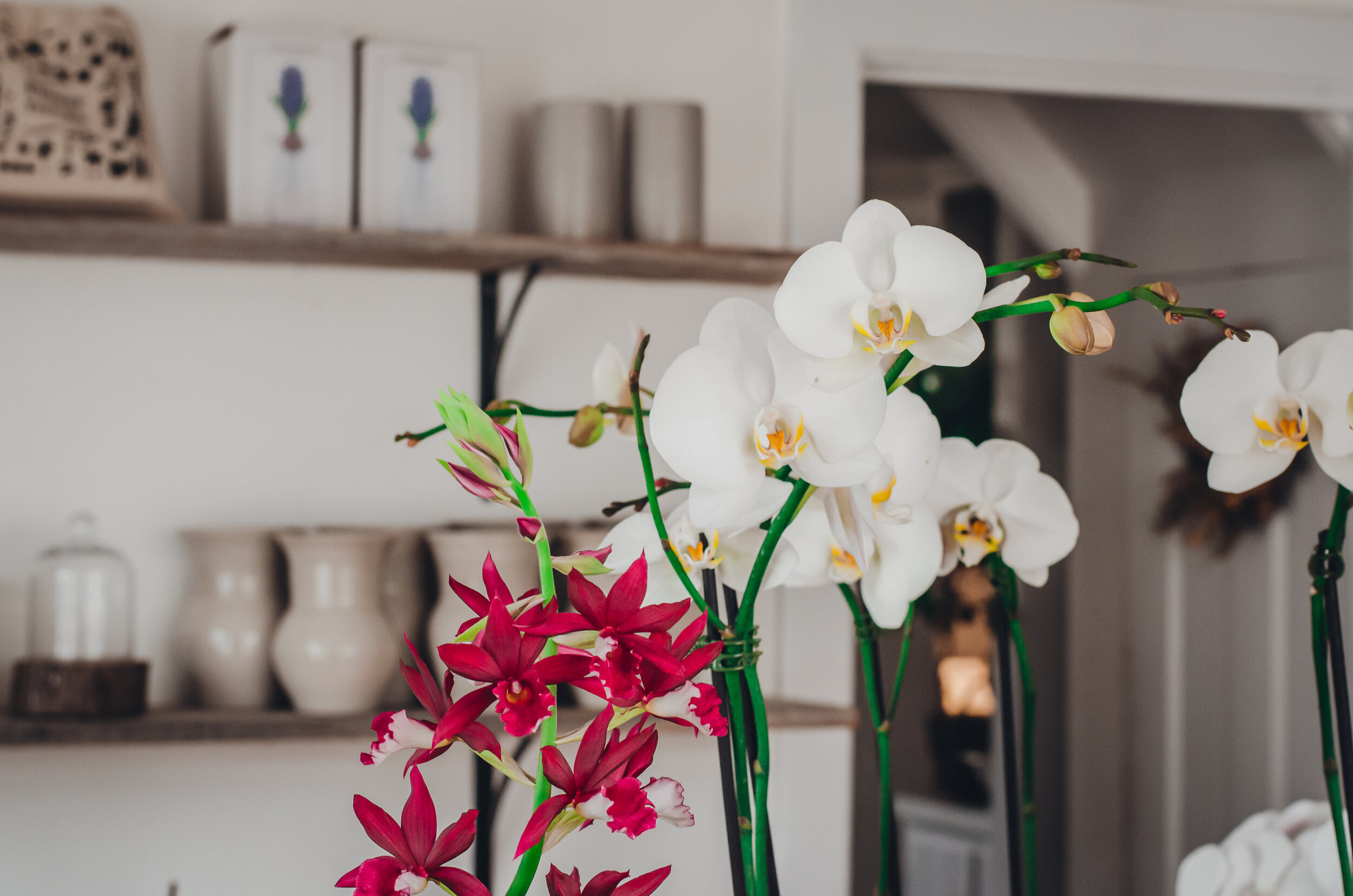 MEET: NATURE COMPOSED - The Scout Guide