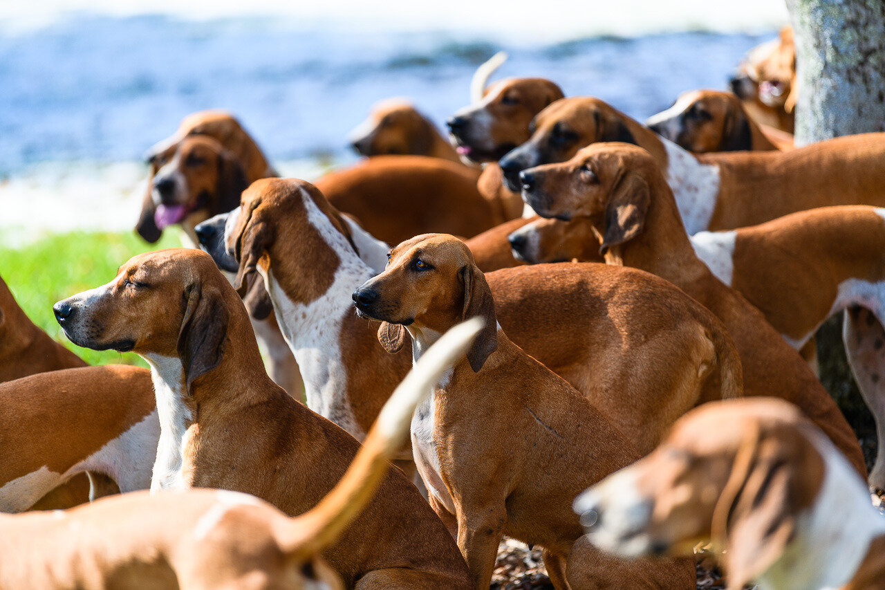 AN INSIDER’S LOOK AT FOX HUNTING - The Scout Guide