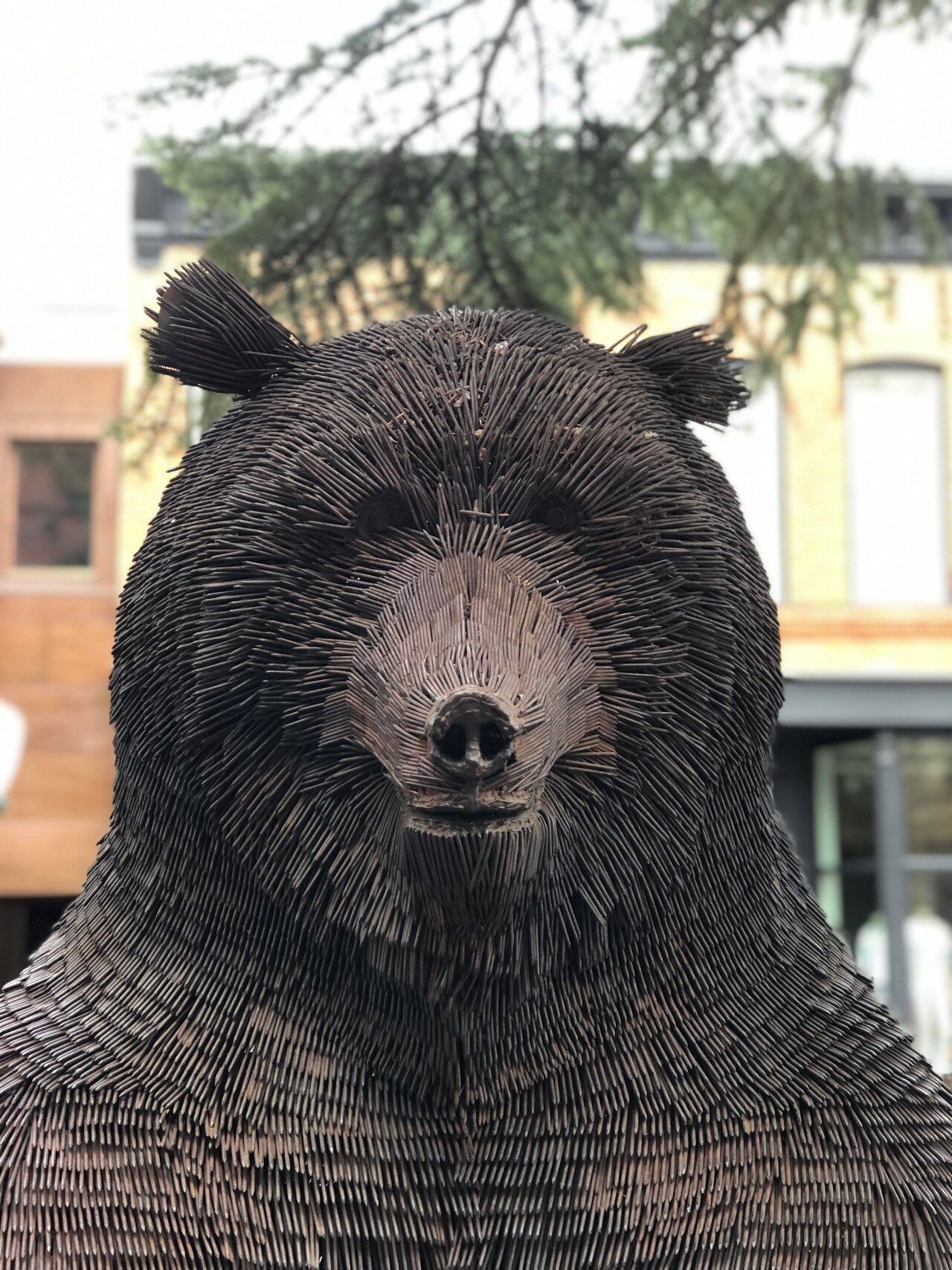 Bear Aware in Aspen and the Roaring Fork Valley - The Scout Guide