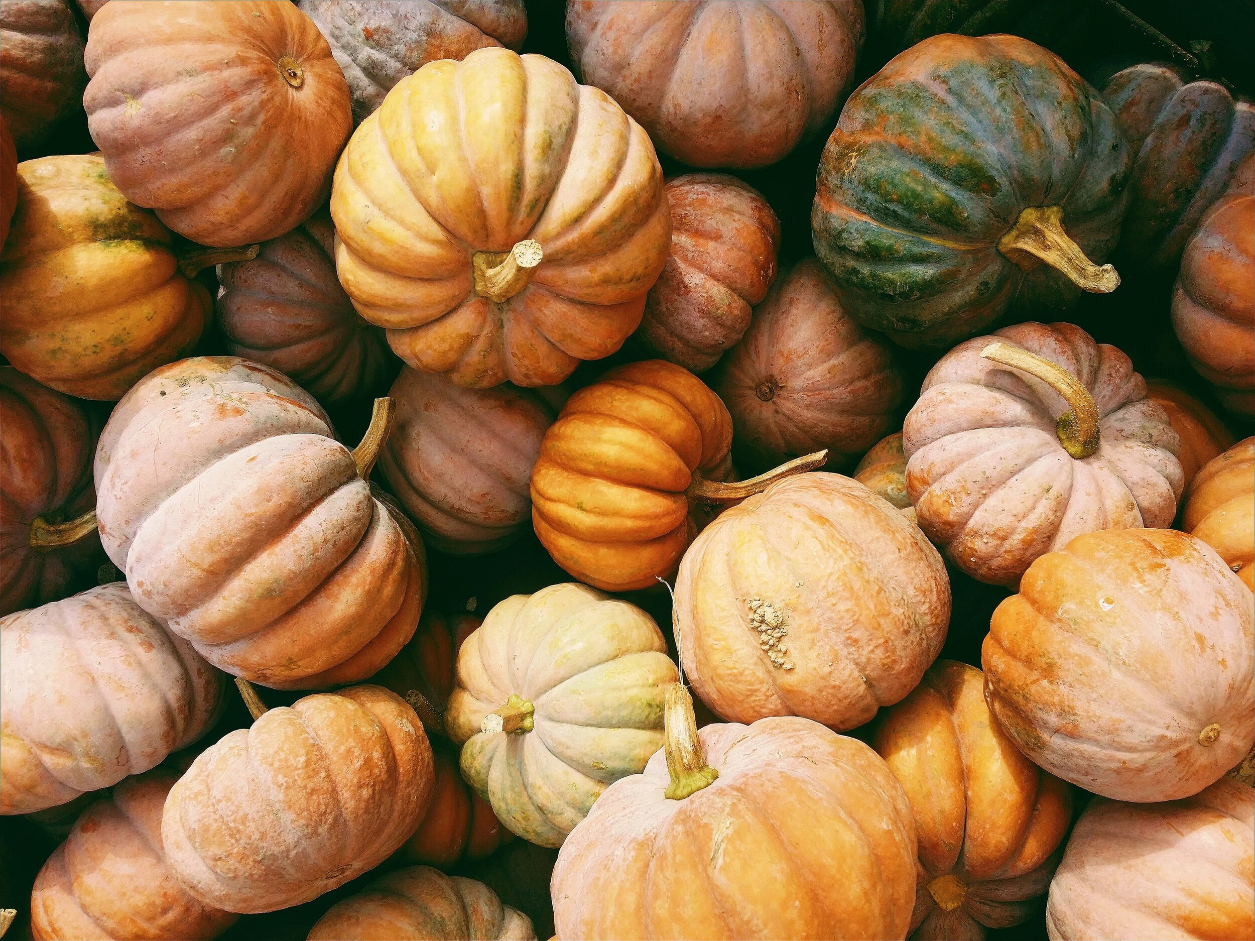 Pumpkin Patches in Naples and Fort Myers - The Scout Guide