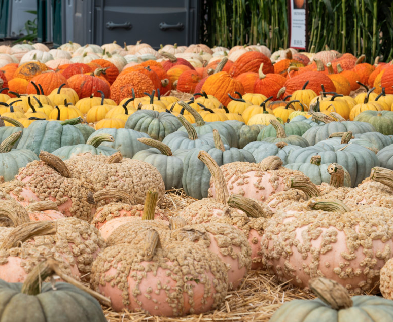 Tulsa Fall Bucket List - The Scout Guide