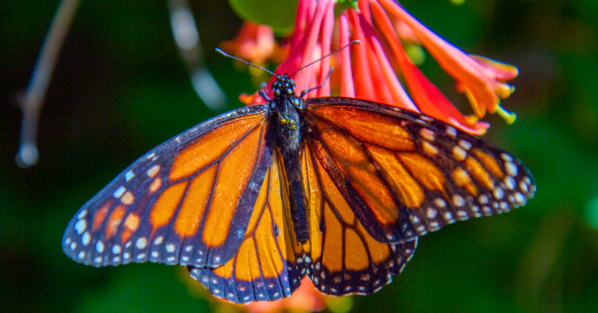 Monarch Tag and Release — Huntsville Botanical Garden - The Scout Guide