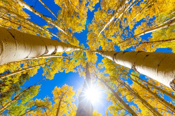 Chasing Gold: The Best Fall Foliage Day Trips Around Denver - The Scout ...
