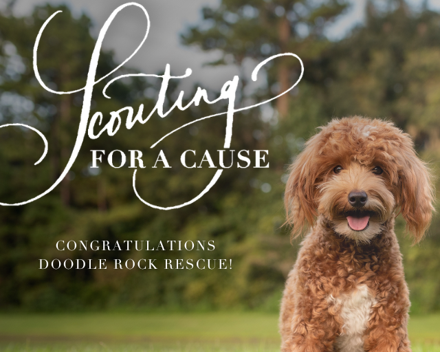 Doodle Rock Rescue: Saving Lives One Doodle at a Time - The Scout Guide