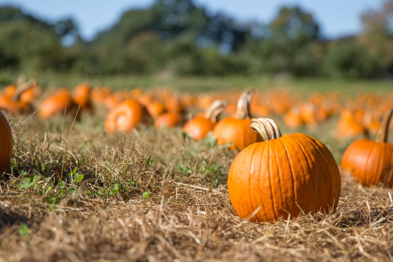 Autumn Events In The Valley - The Scout Guide