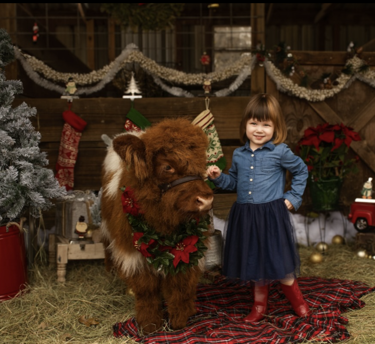 Cow Mini Session: A Unique Valentine's Experience - The Scout Guide