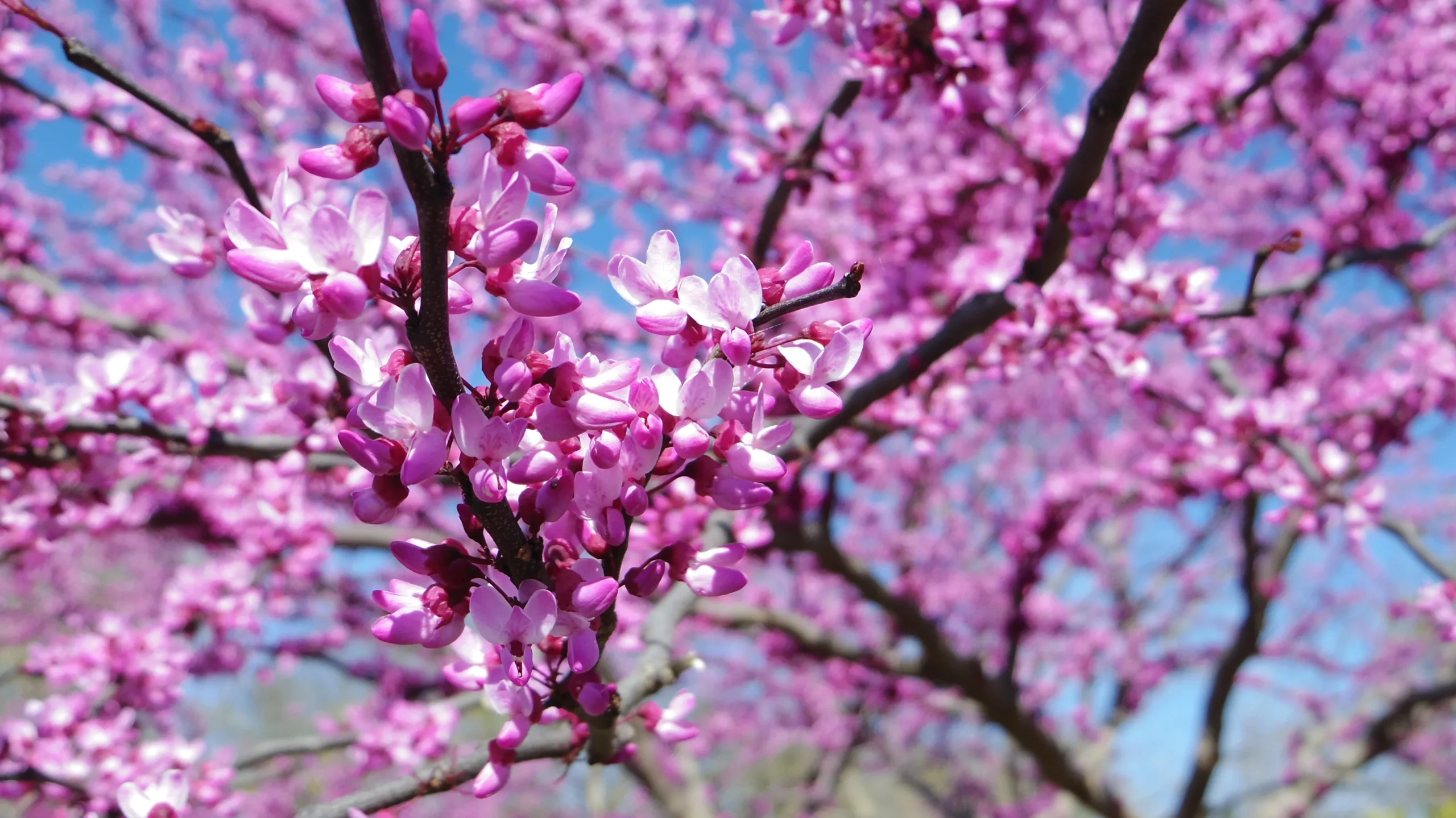 Breathing Deep: Spring's Fresh Energy in Saint Louis - The Scout Guide