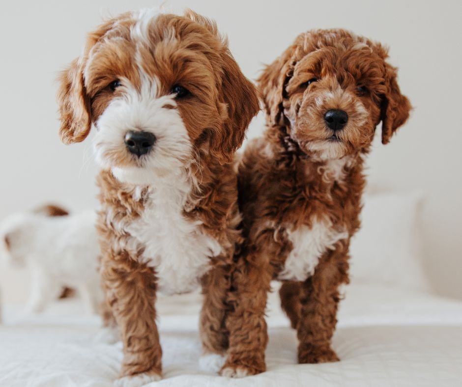 Raising Confident, Well-Mannered Puppies Through Positive Reinforcement ...