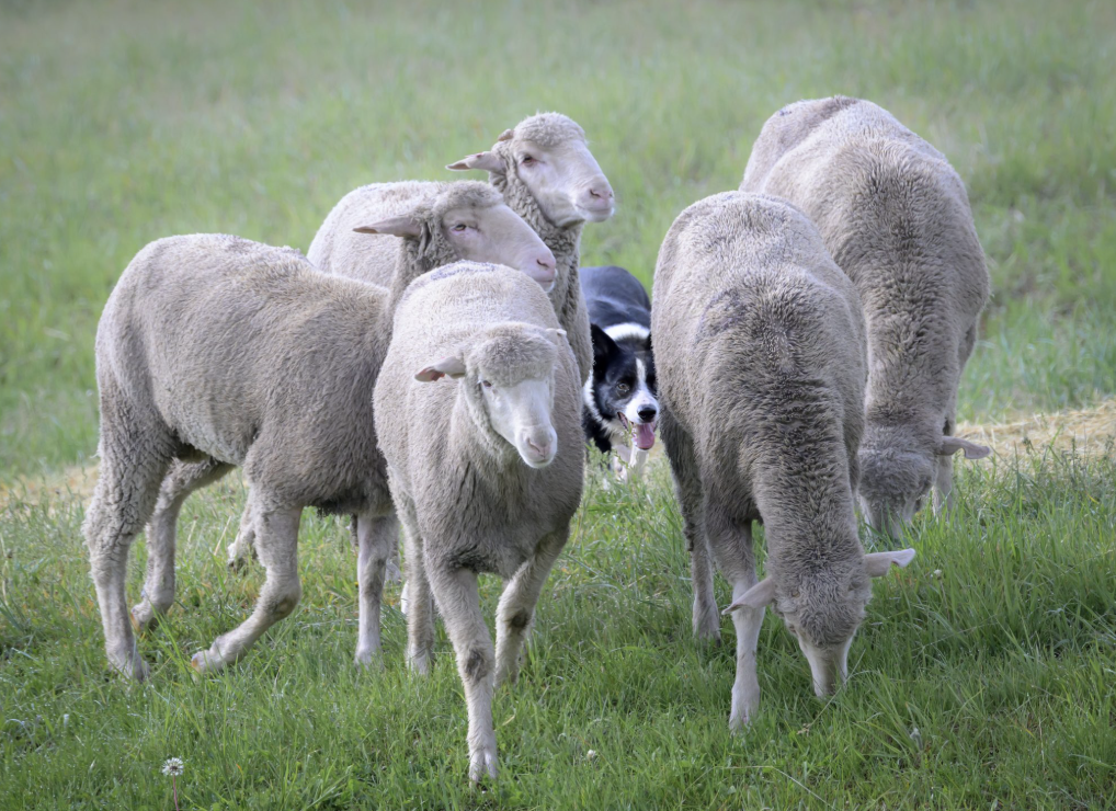 Classic Sheepdog Championship Festival at Soldier Hollow - The Scout Guide