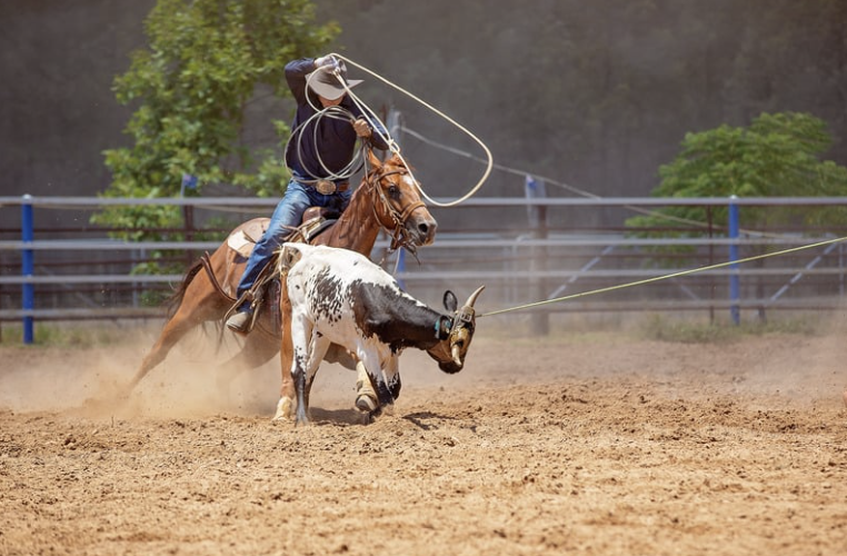 Boise Events - The Scout Guide