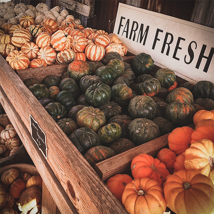 Best Pumpkin Patches Near Southlake & Grapevine 2025
