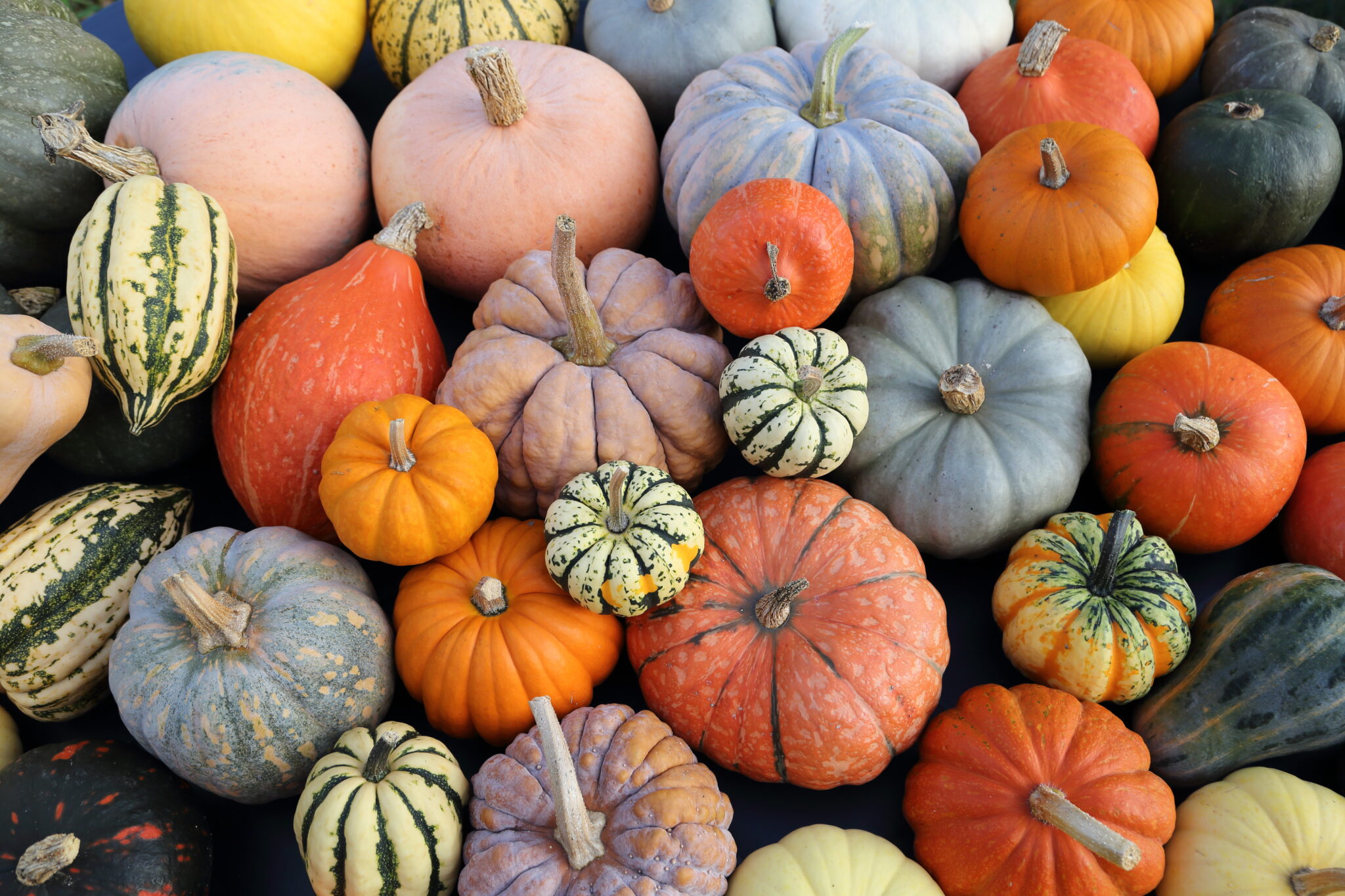 Best Pumpkin Patches Near Plano, Frisco & McKinney 2025