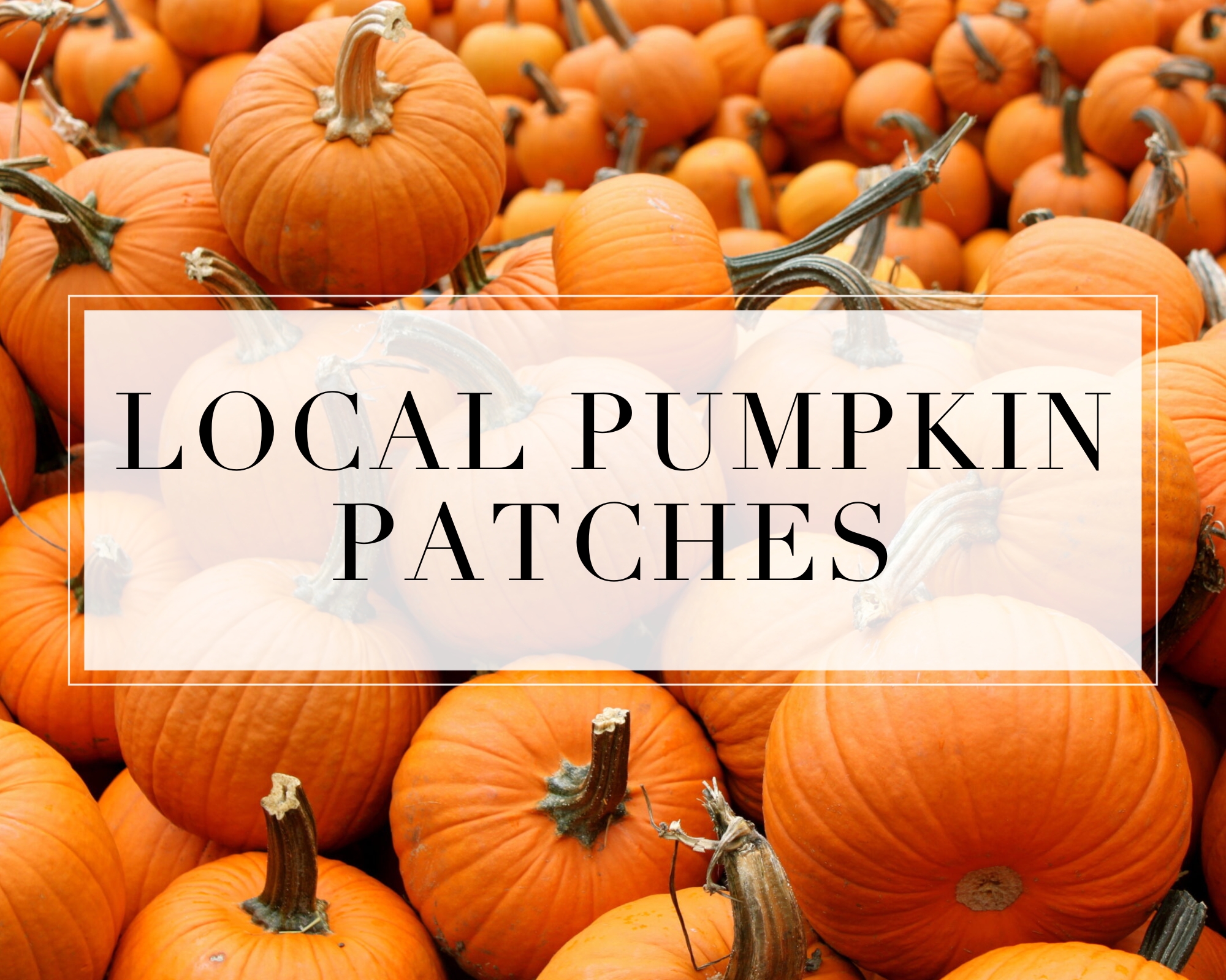 Best Pumpkin Patches Near Southlake & Grapevine 2025