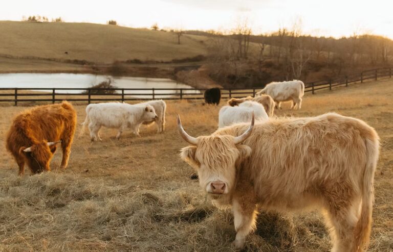 Sterling Hills Farm: A Highland Cattle Farm in Hunt Country Rooted in ...