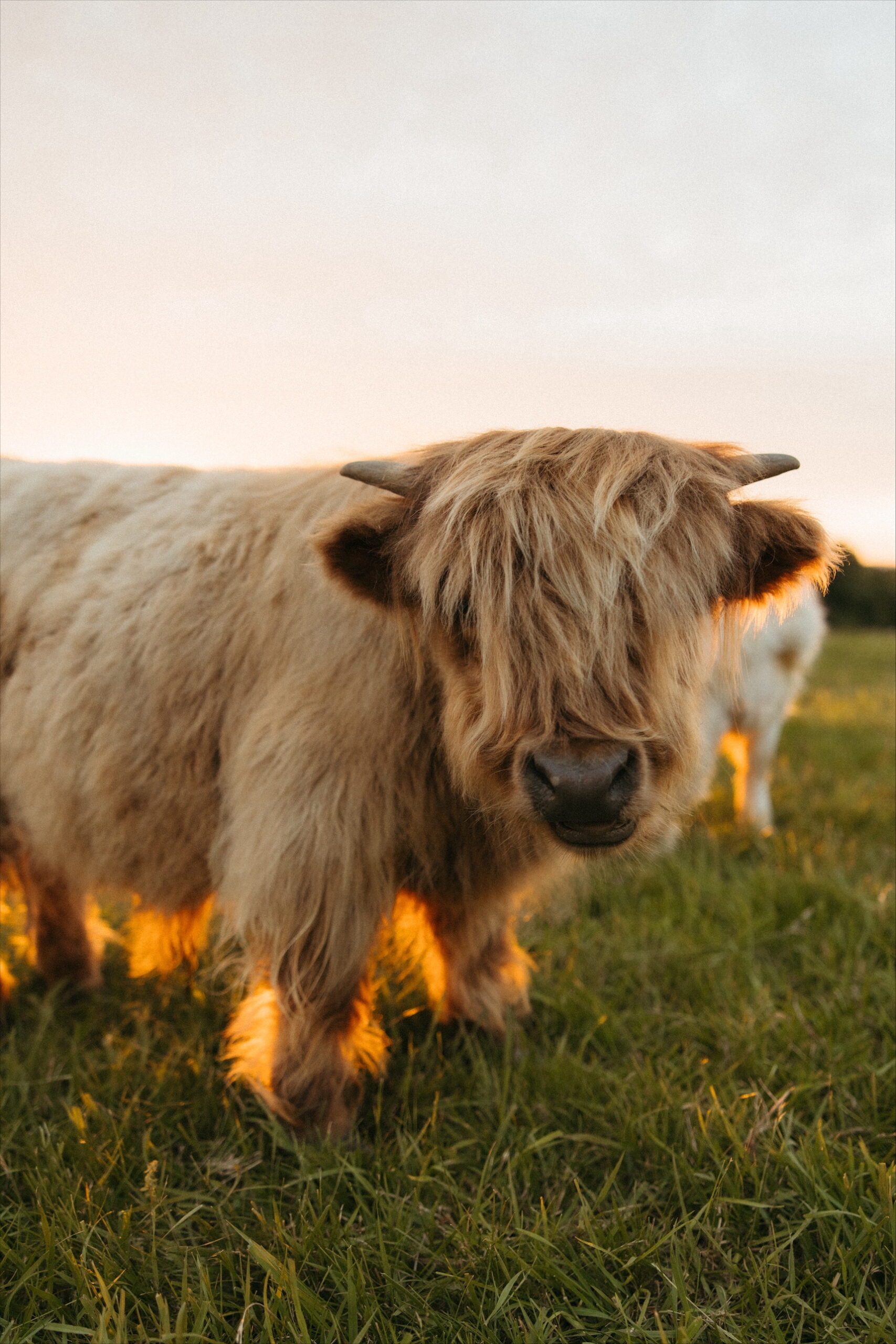 Sterling Hills Farm: A Highland Cattle Farm in Hunt Country Rooted in ...