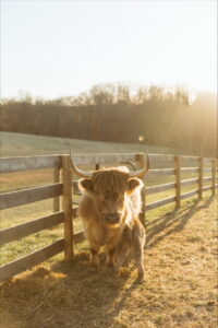 Sterling Hills Farm: A Highland Cattle Farm in Hunt Country Rooted in ...